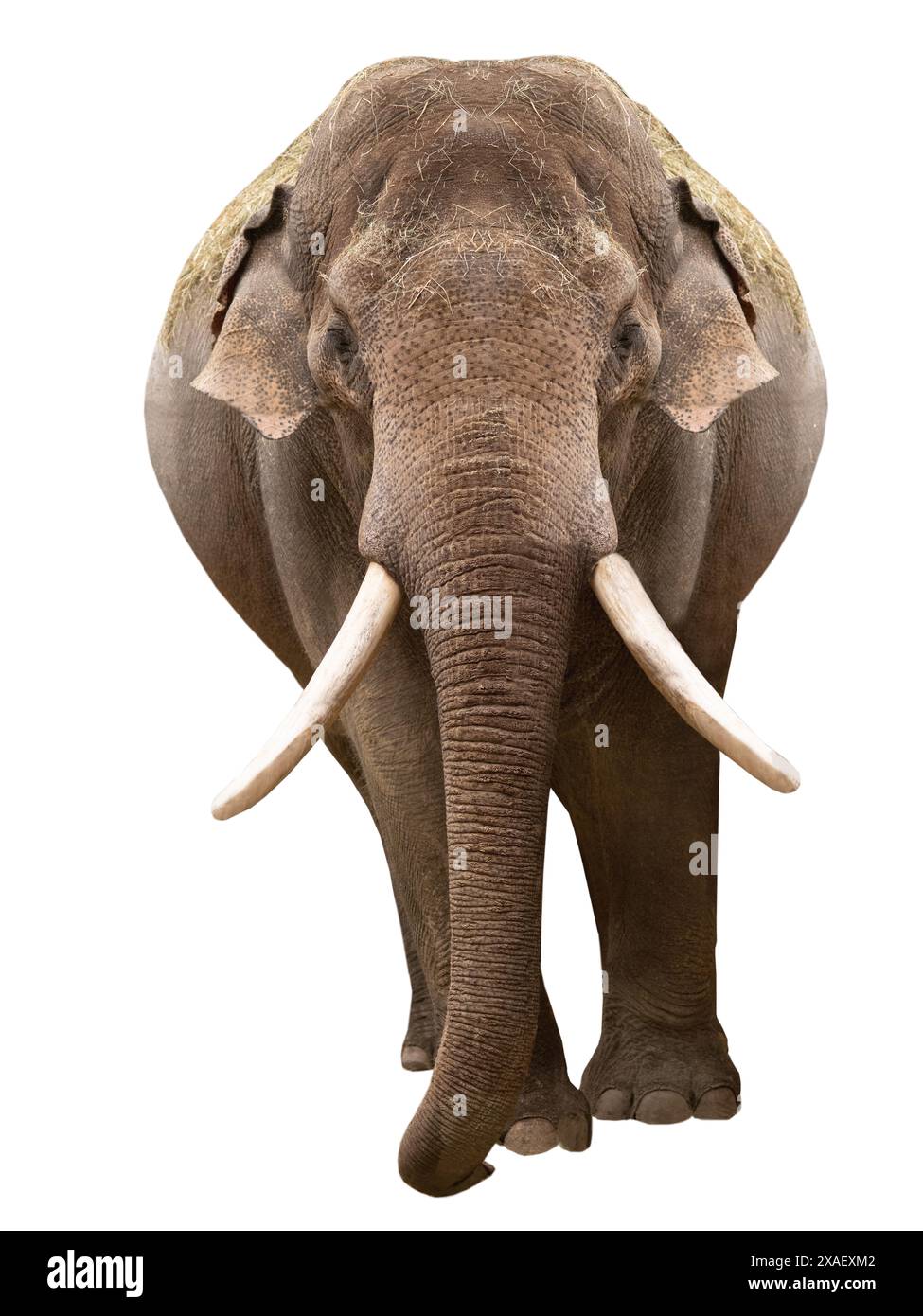 Portrait big african elephant Cut Out Stock Images & Pictures - Alamy