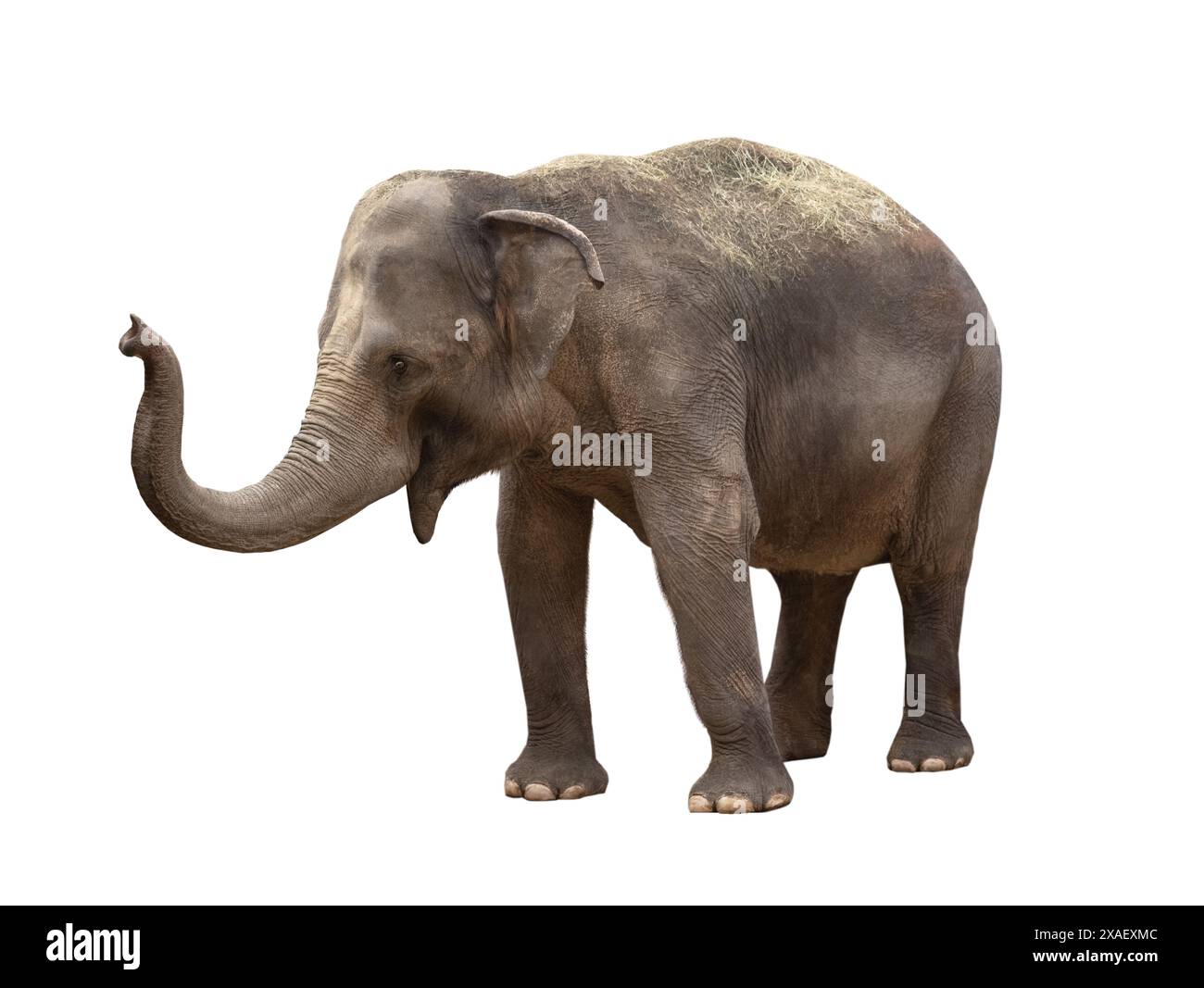 Savanna elephant profile Cut Out Stock Images & Pictures - Alamy