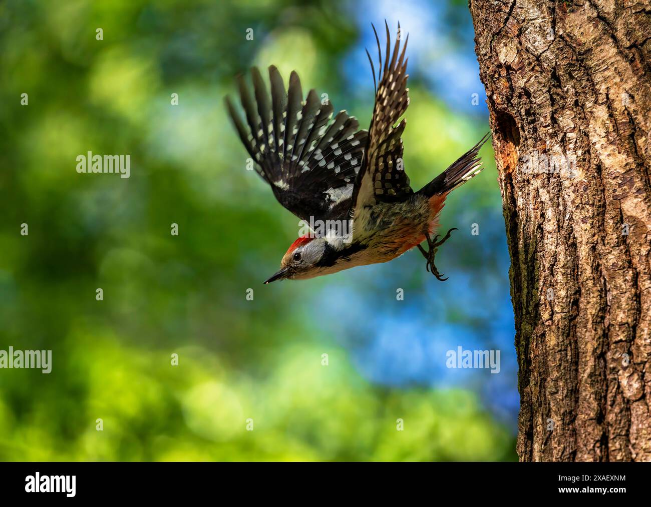 woodpecker bird flies out of a tree nest from its chicks, spreading its ...