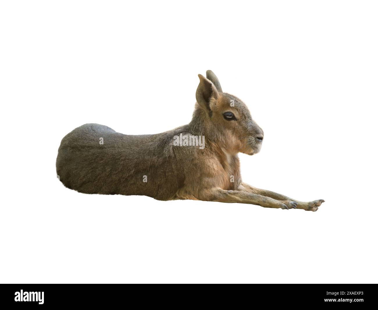 Patagonian mara isolated hi-res stock photography and images - Alamy