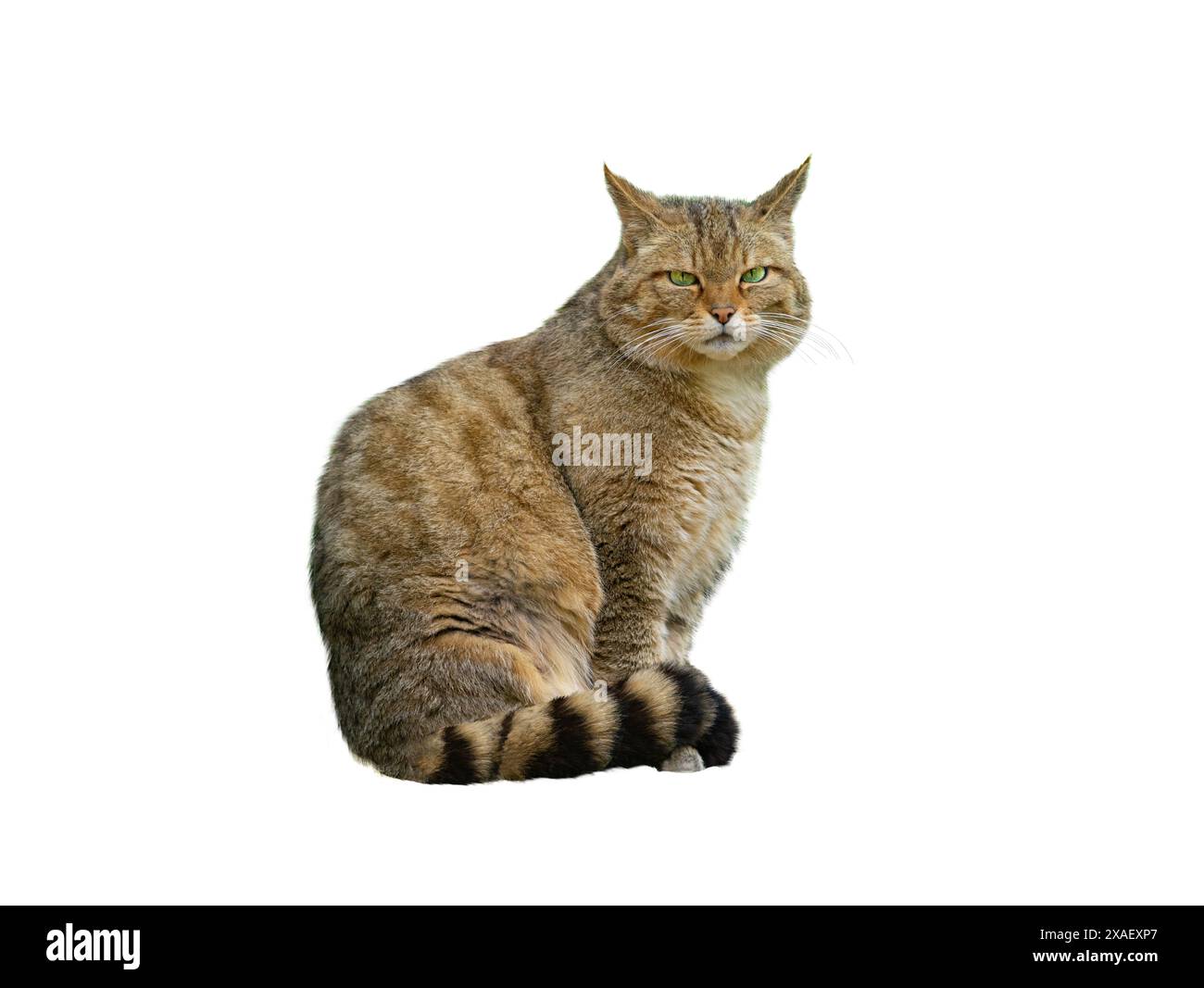European wildcat, felis silvestris, isolated on white background Stock ...