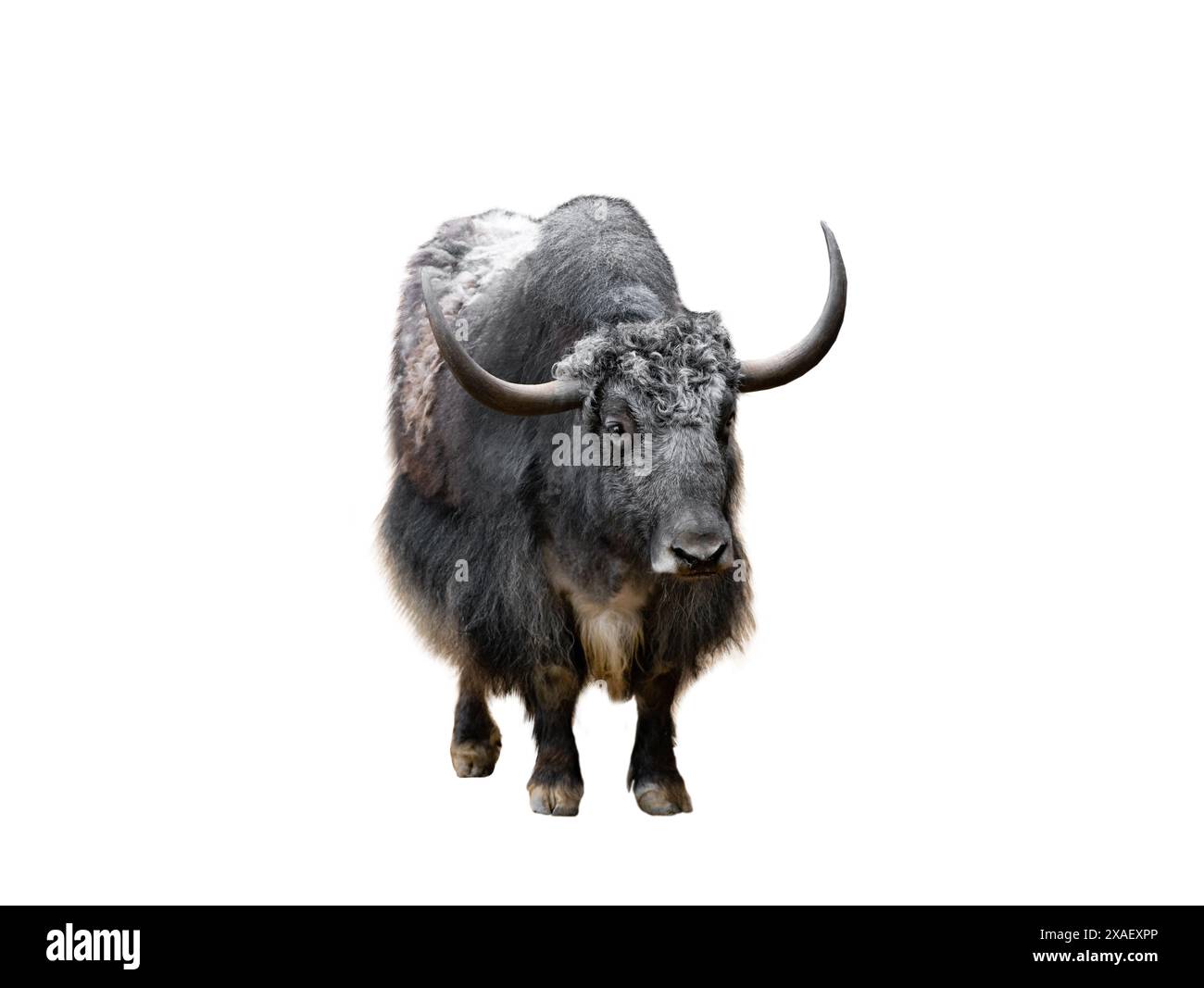 domestic yak isolated on white background Stock Photo - Alamy