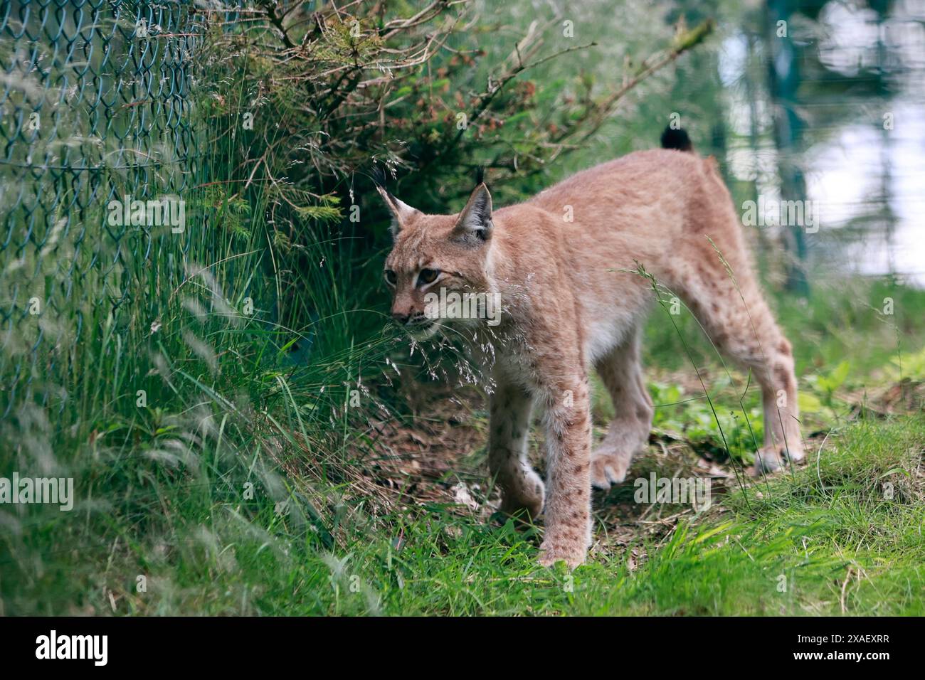 Largest lynx hi-res stock photography and images - Alamy