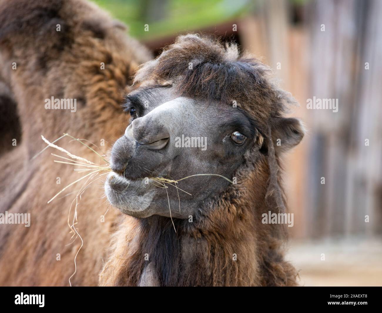 Straw in its mouth hi-res stock photography and images - Alamy
