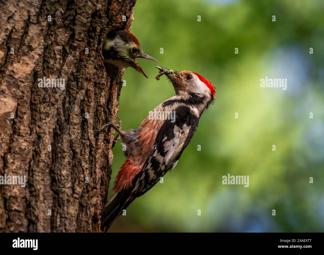 bird woodpecker feeding its chick with insects peeking out of a hollow ...