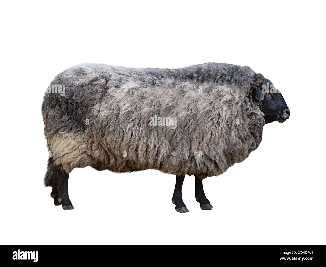Gray and black sheep hi-res stock photography and images - Alamy