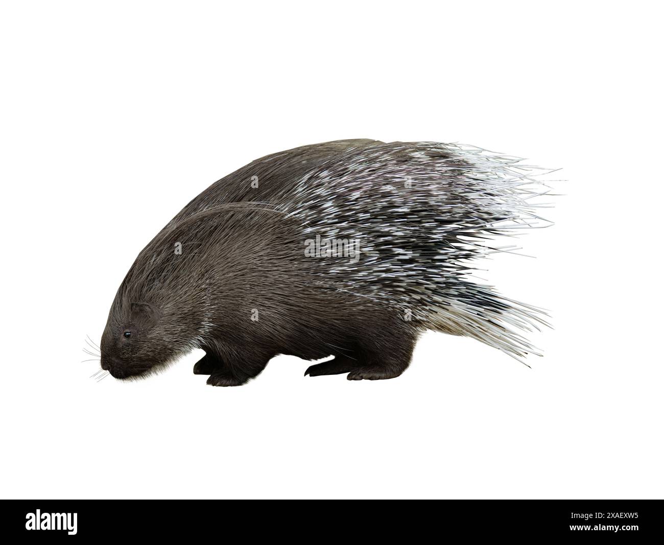 indian crested porcupine isolated on white background Stock Photo - Alamy