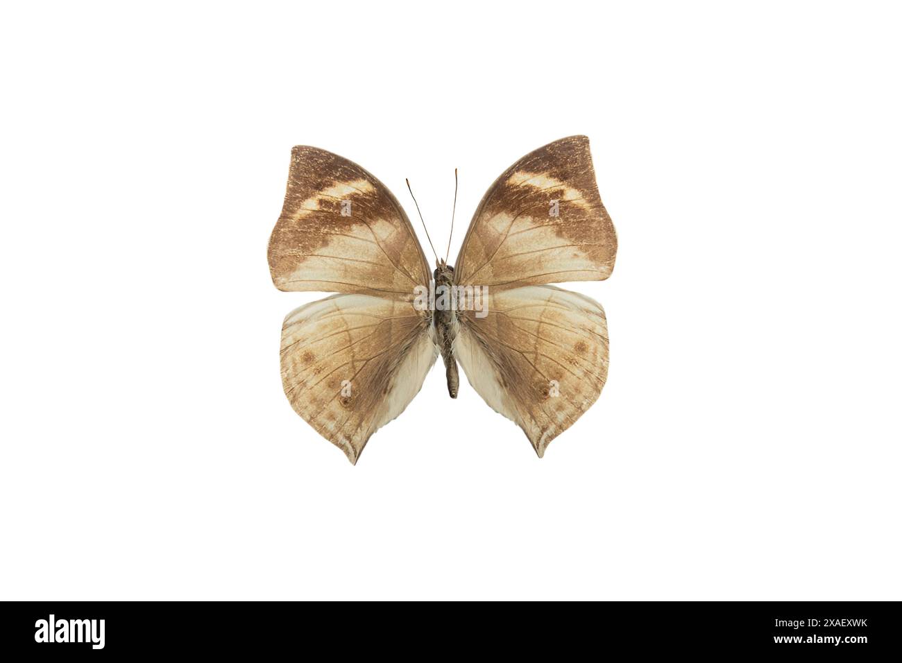 African leaf (kallita rumia) butterfly isolated on white background ...