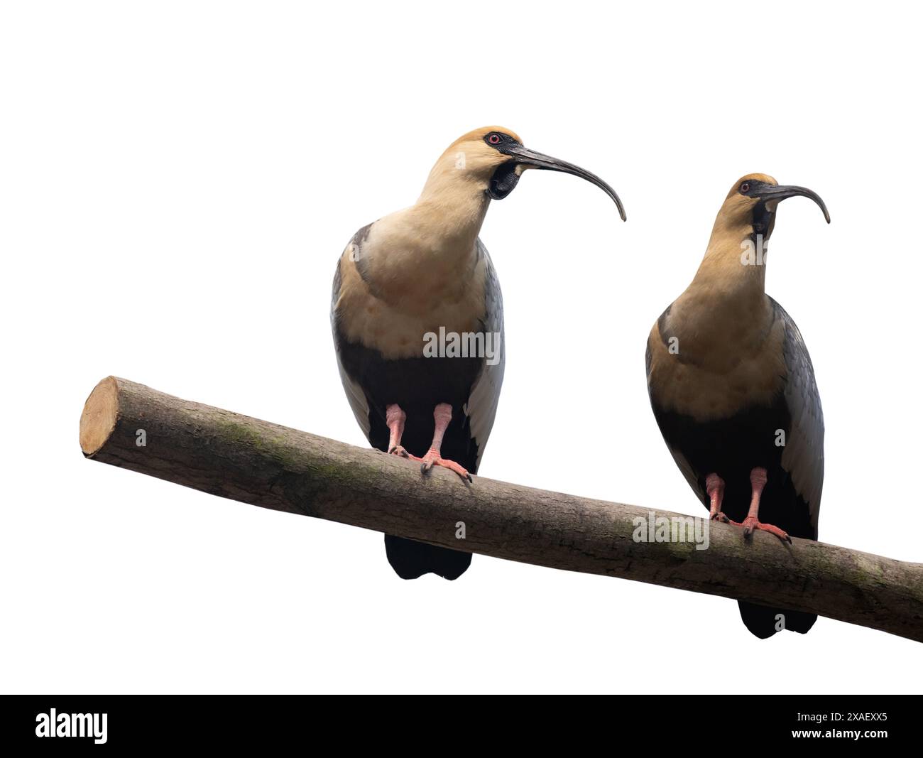 two black-faced sitting on a tree log ibis isolated on white background ...