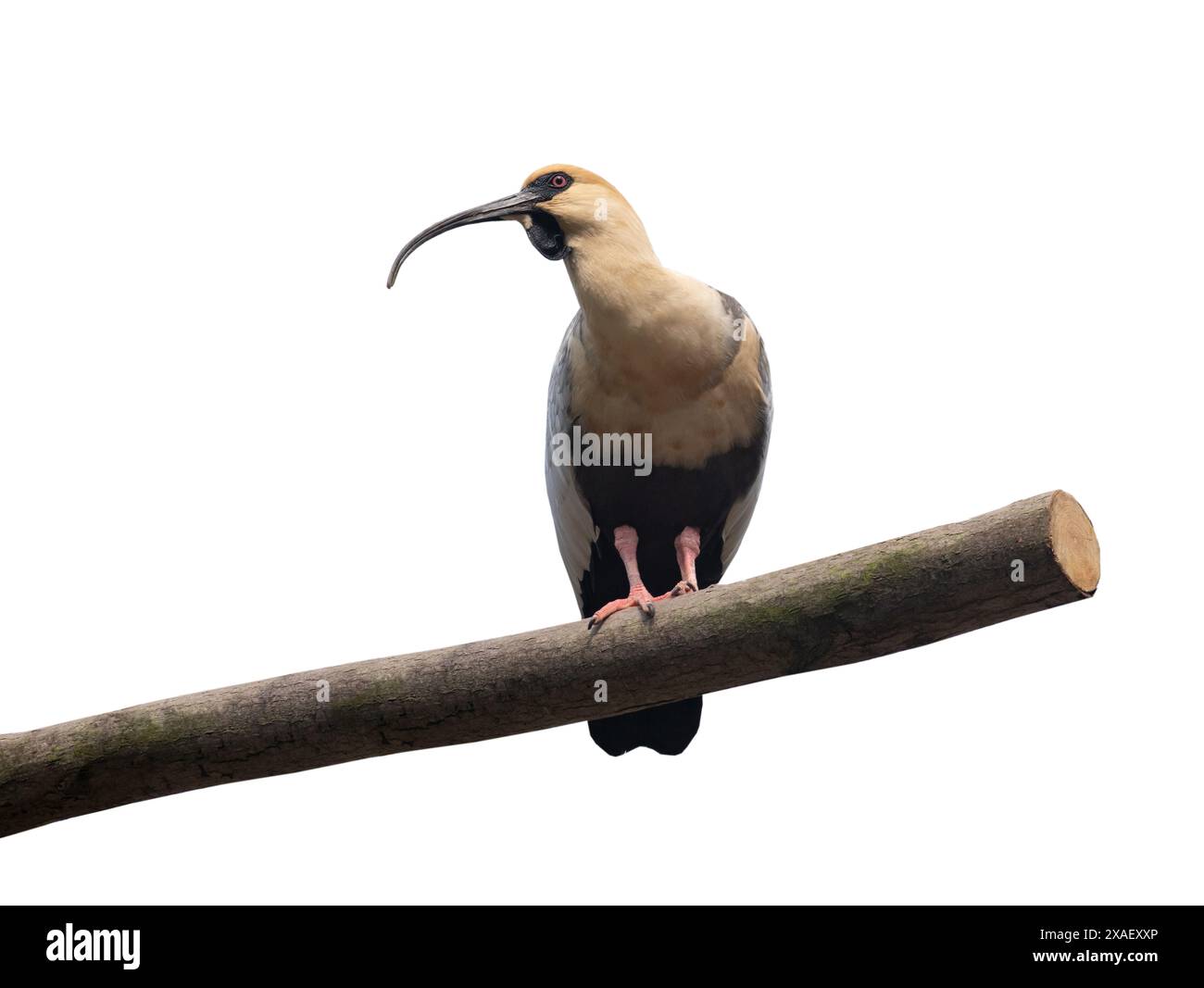 black-faced sitting on a tree log ibis isolated on white background ...