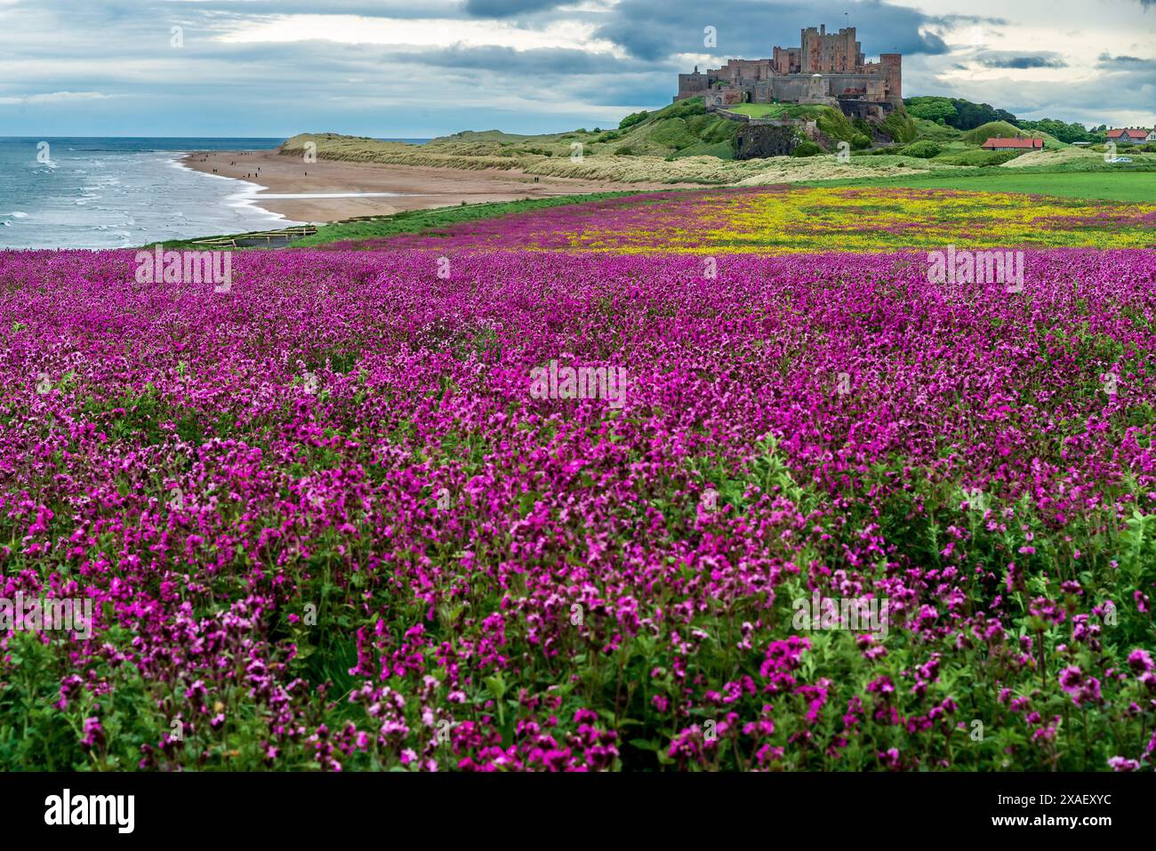 Bamburgh Castle in Northumberland seen from Harkess rocks Stock Photo ...