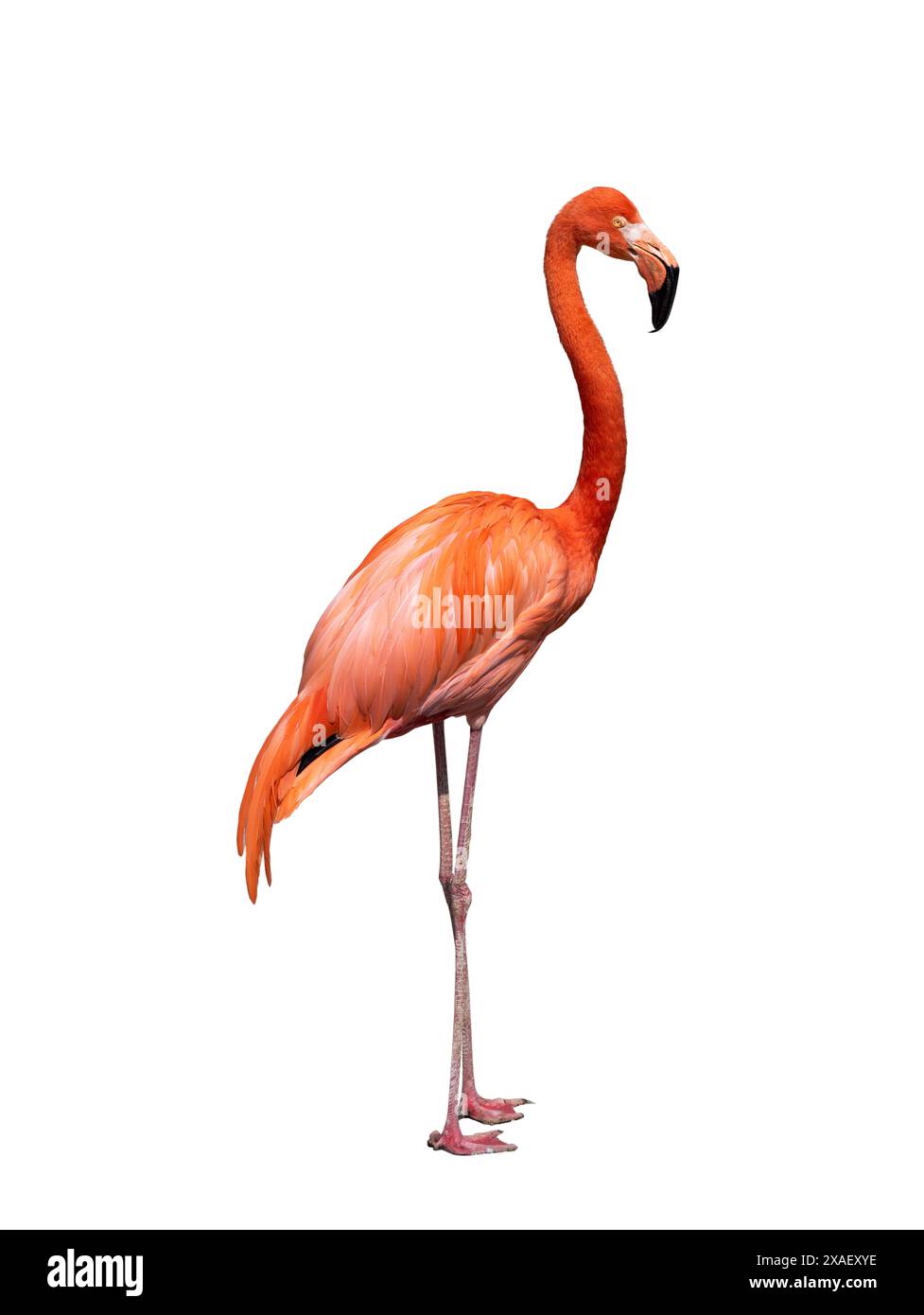 Flamingo isolated on white background Stock Photo - Alamy