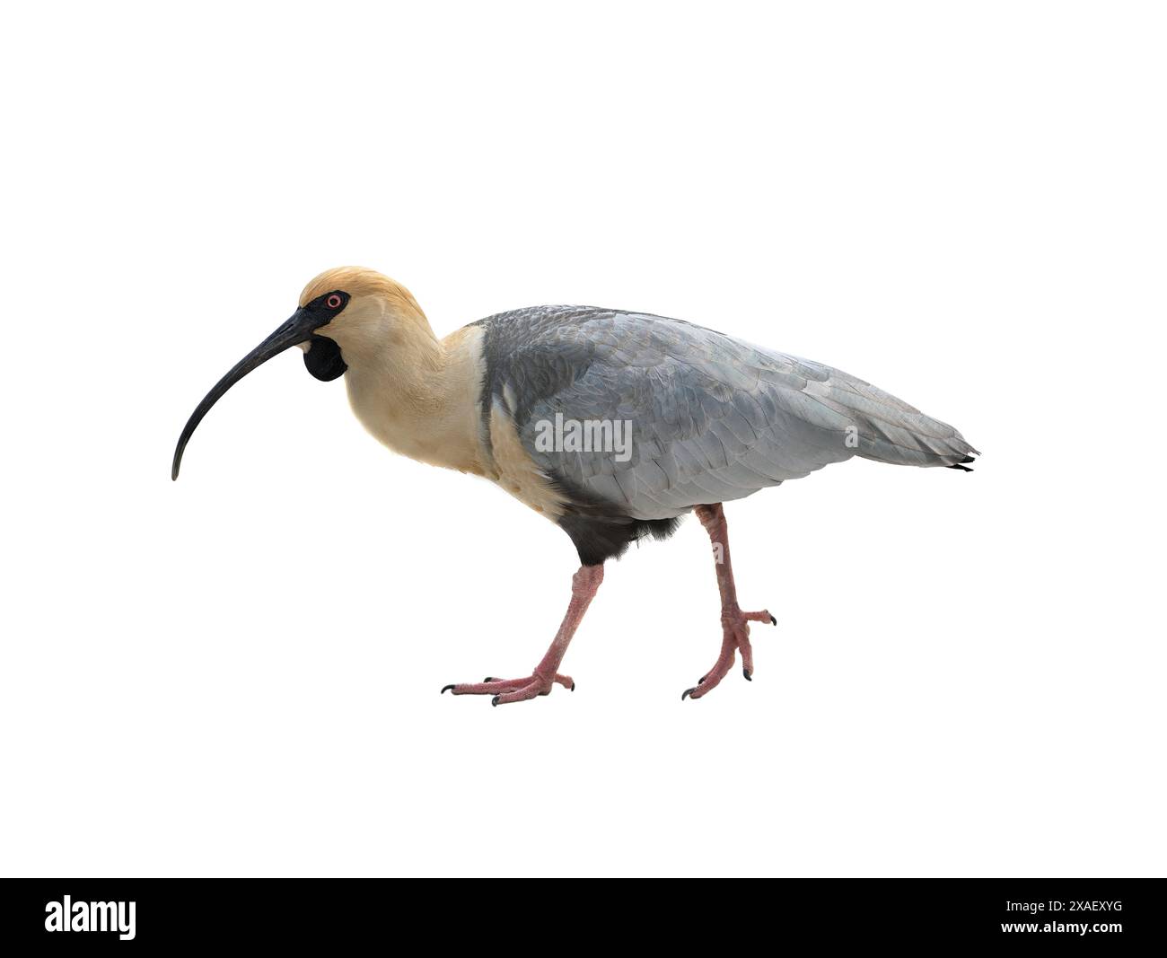 black-faced ibis isolated on white background Stock Photo - Alamy