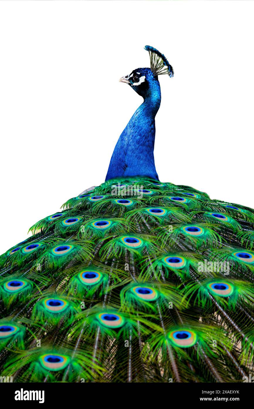 blue peacocks isolated on white background Stock Photo - Alamy