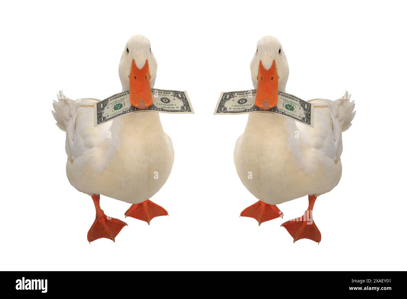 two duck with a dollar banknote a white background Stock Photo - Alamy