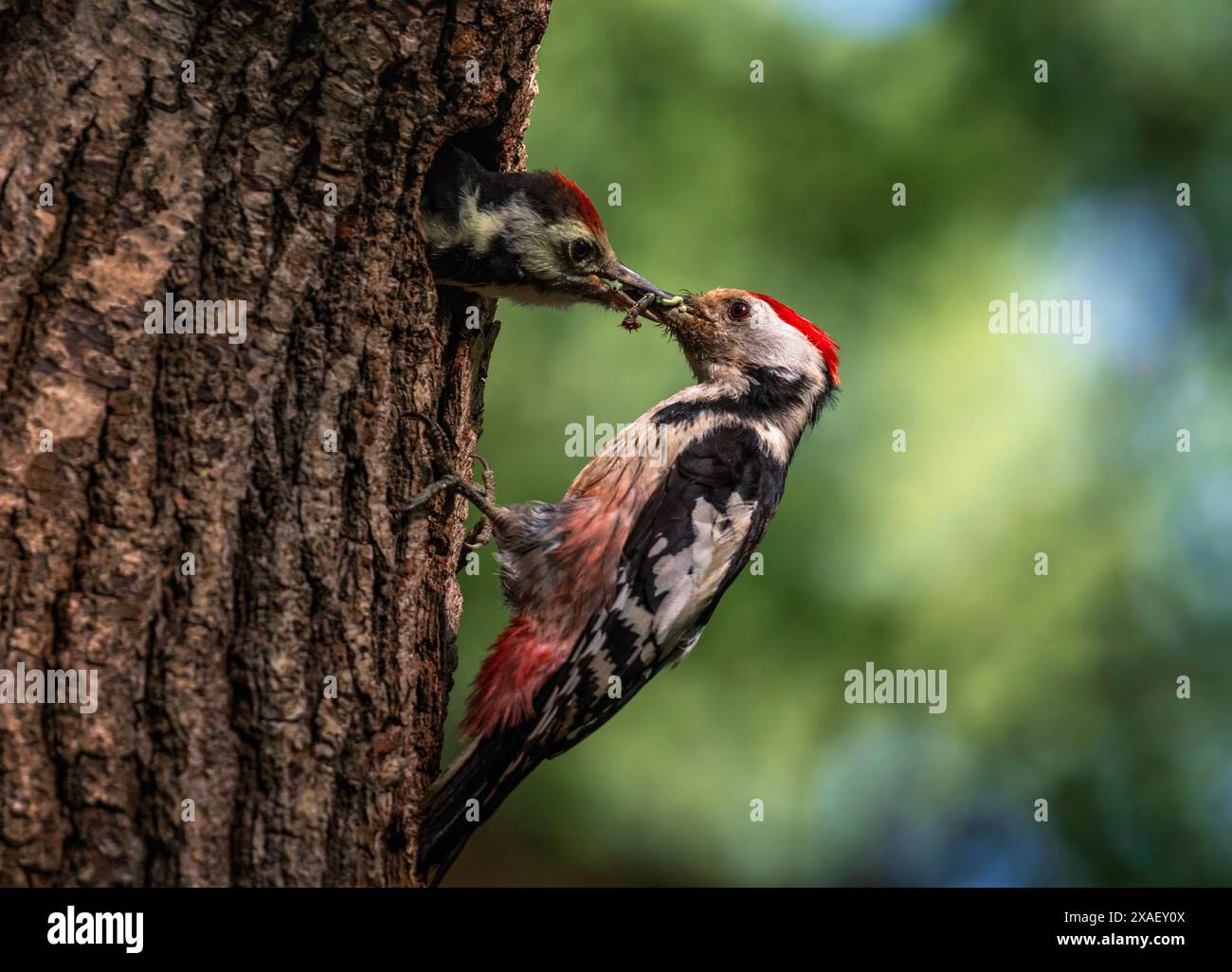 a woodpecker bird feeds its chick with insects from its beak in a ...