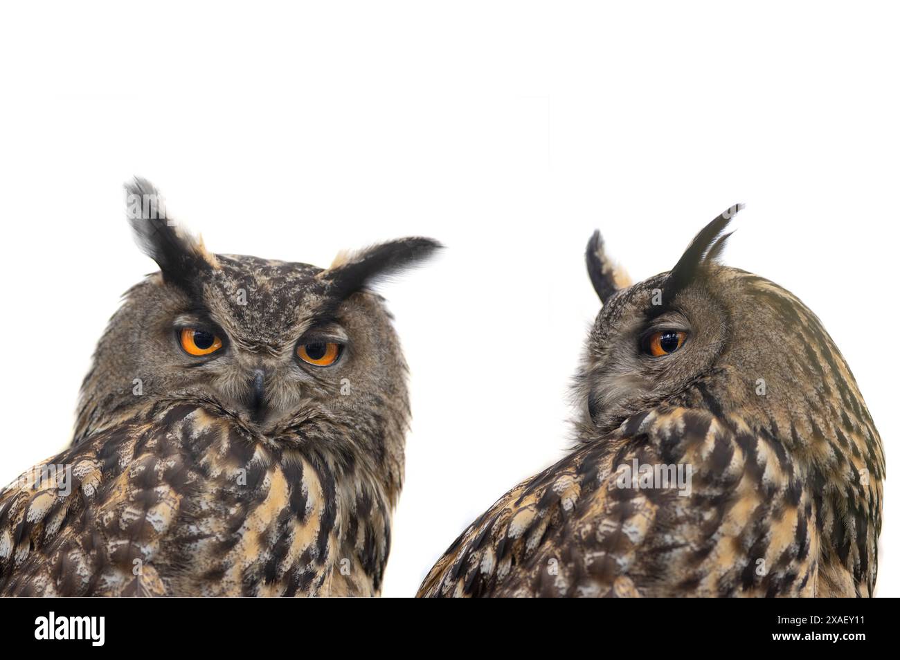 portrait two owl isolated on white background Stock Photo - Alamy