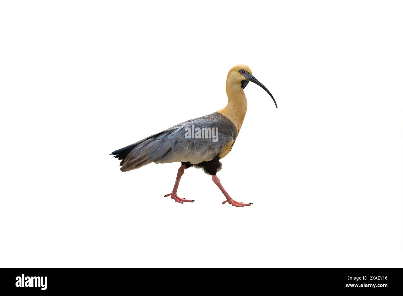 black-faced ibis isolated on white background Stock Photo - Alamy