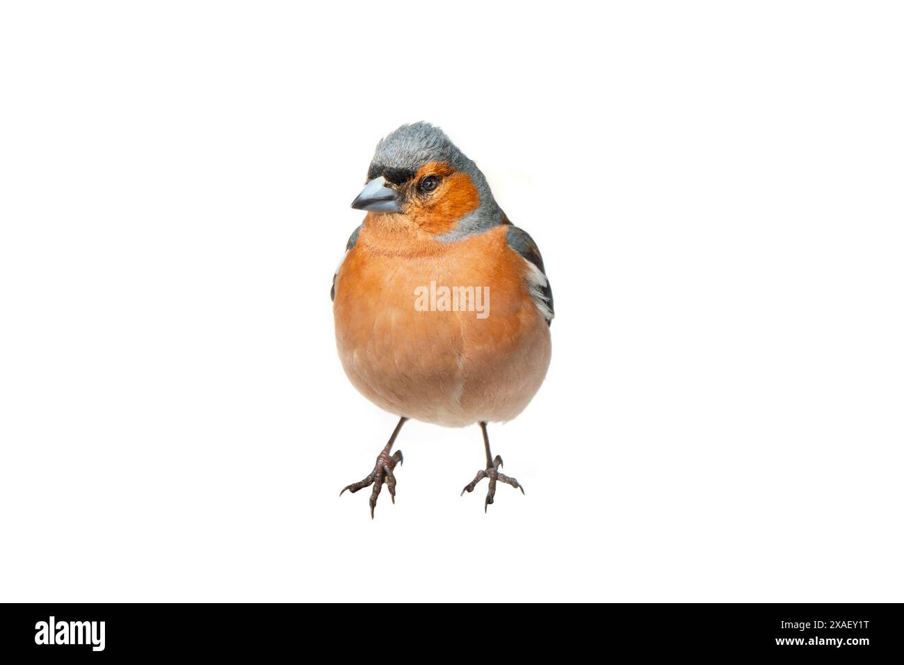 finch isolated on white background Stock Photo - Alamy