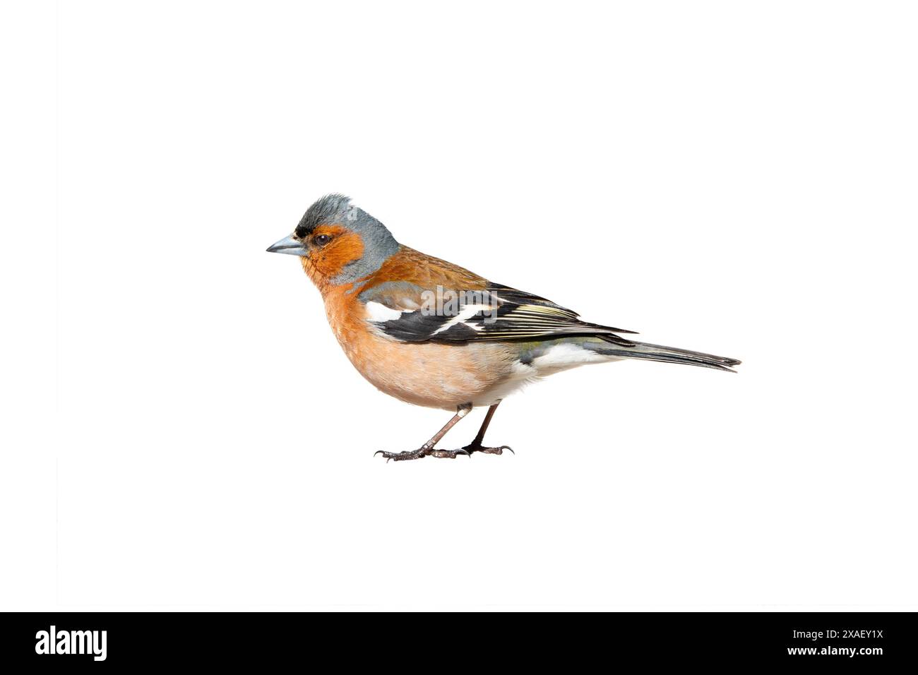 finch profile isolated on white background Stock Photo - Alamy