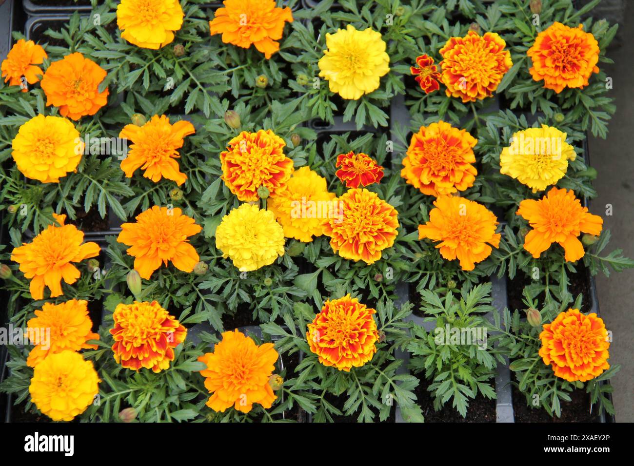 A Retail Display of Flowering French Marigold Plants Stock Photo - Alamy