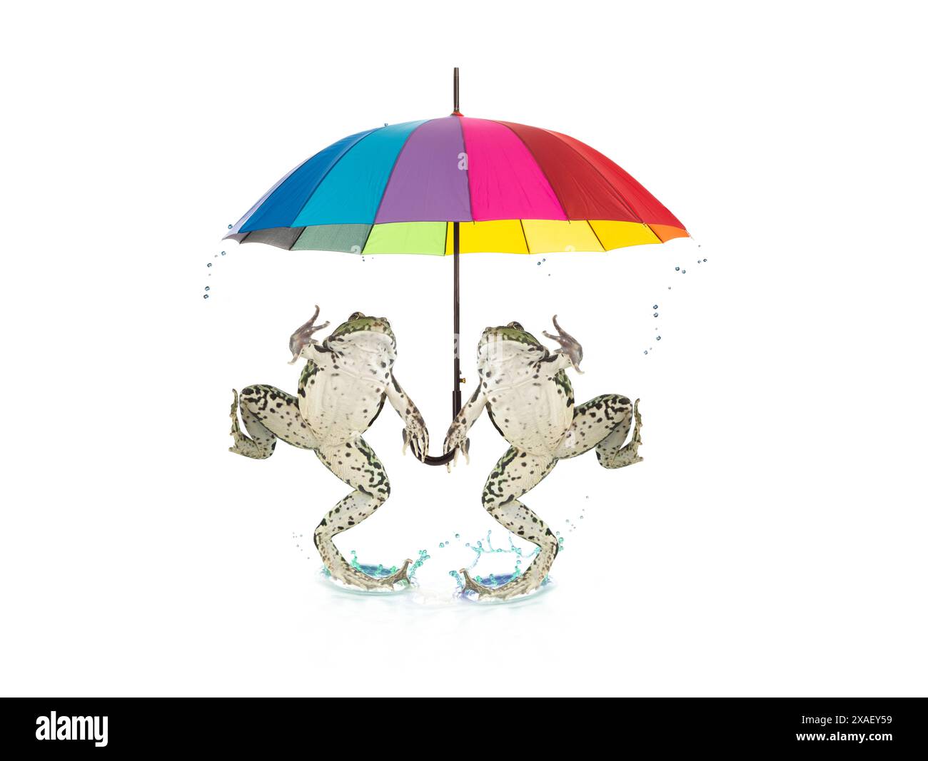 two happy frogs under an umbrella rejoices in the rain isolated on a ...