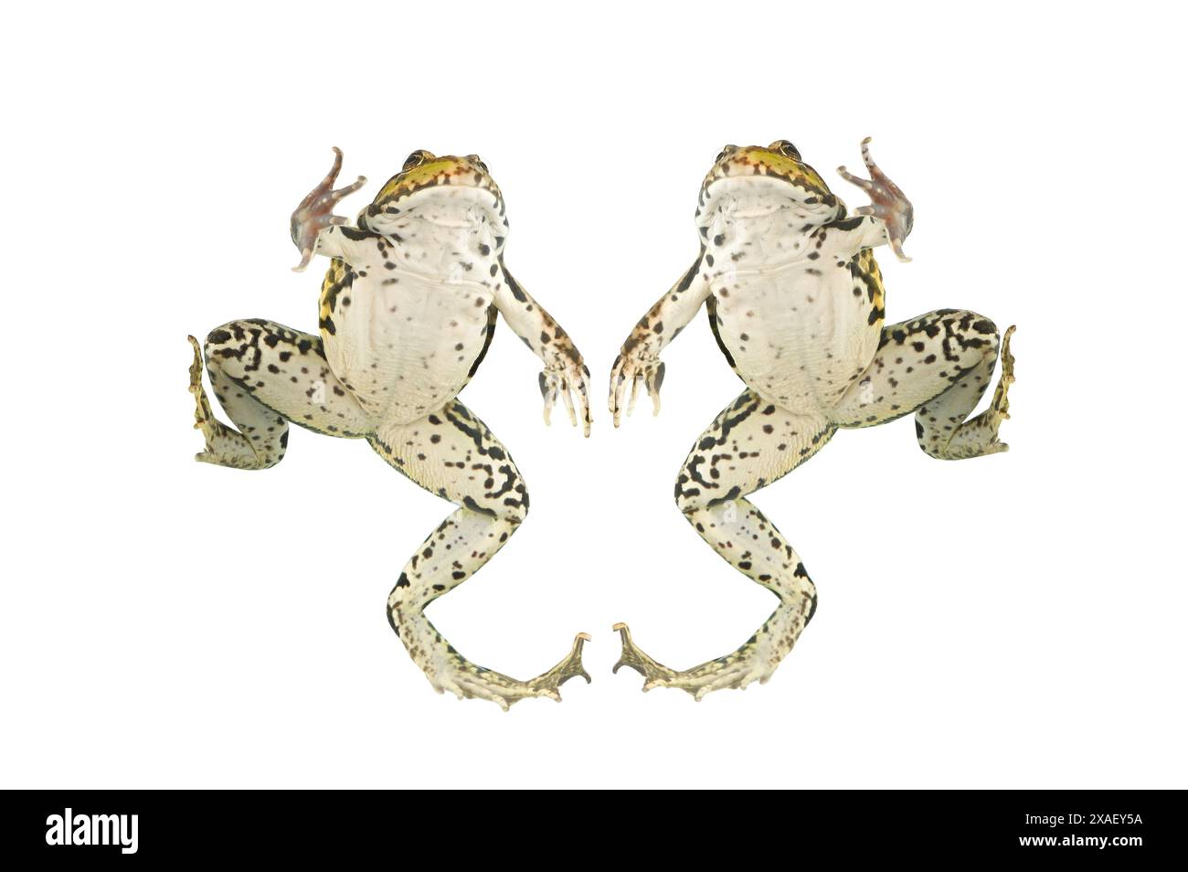 two frogs standing on hind legs isolated on white background Stock ...