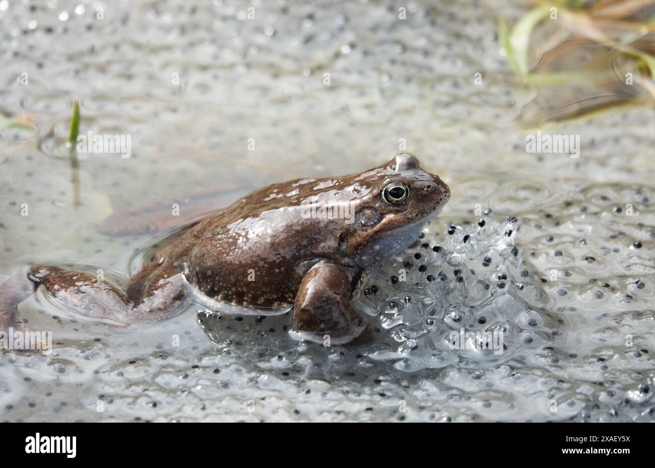frog sitting in the water against the background of caviar. dolina ...