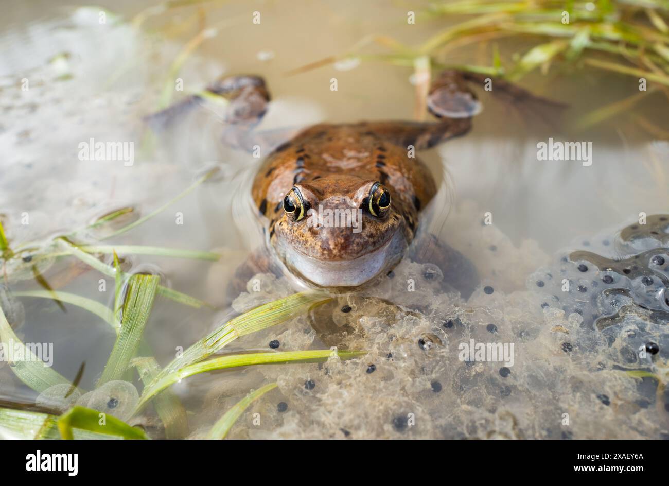 frog sitting in the water against the background of caviar. dolina ...