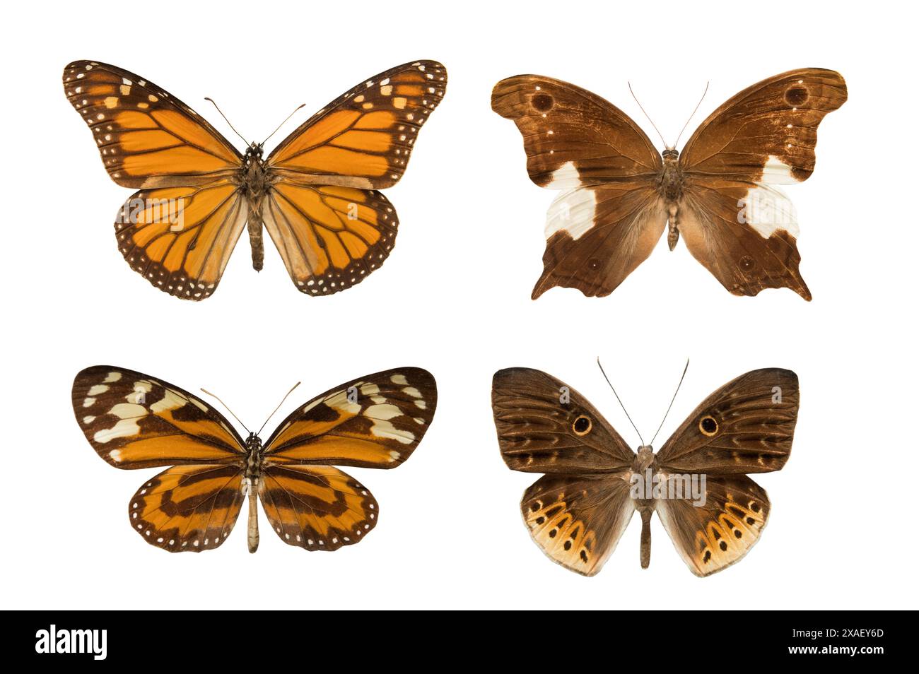 Monarch butterflies Cut Out Stock Images & Pictures - Alamy