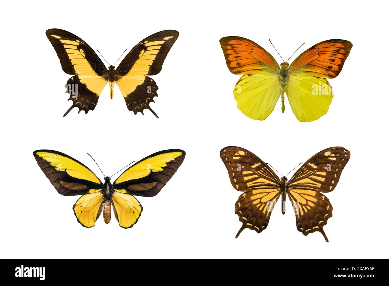 Vintage hand drawn wings Cut Out Stock Images & Pictures - Alamy