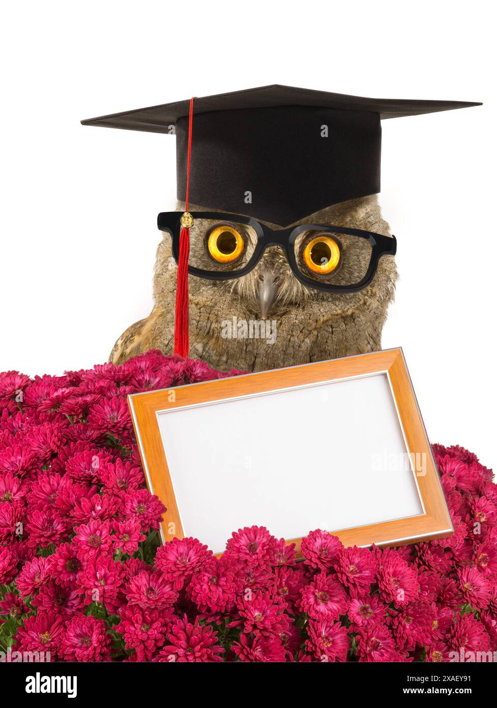 congratulations to the graduate write your text. isolated on white ...