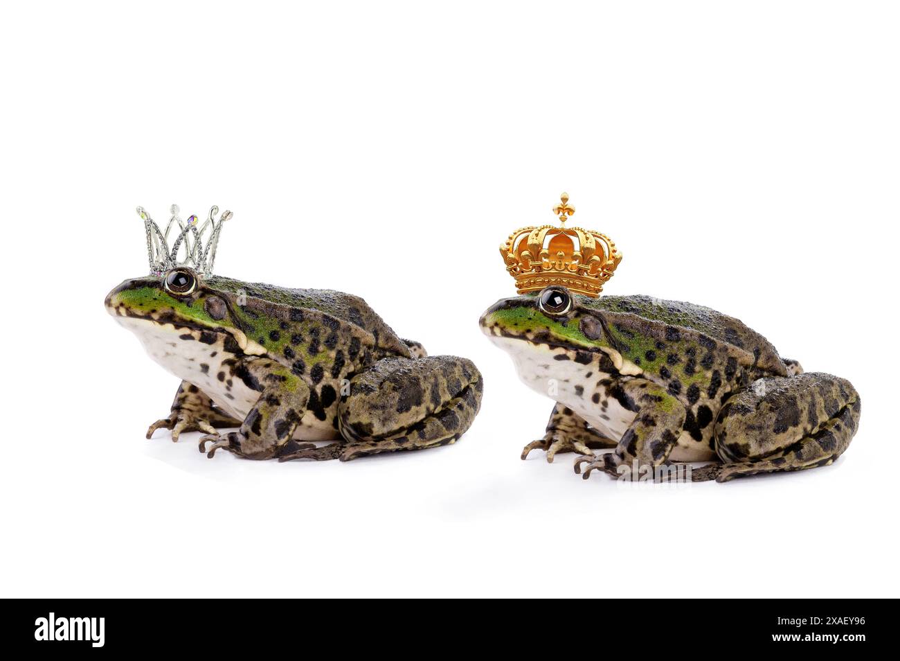 frog emperor and princess isolated on white background princess Stock ...