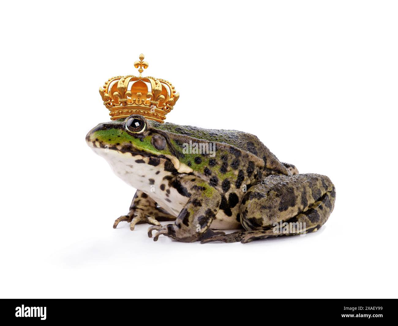 frog emperor isolated on white background Stock Photo - Alamy