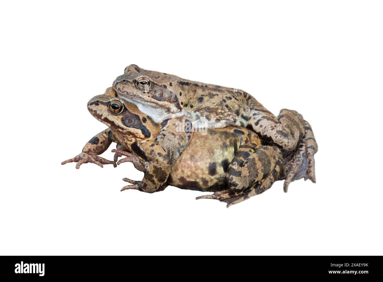 Frogs in grass Cut Out Stock Images & Pictures - Alamy