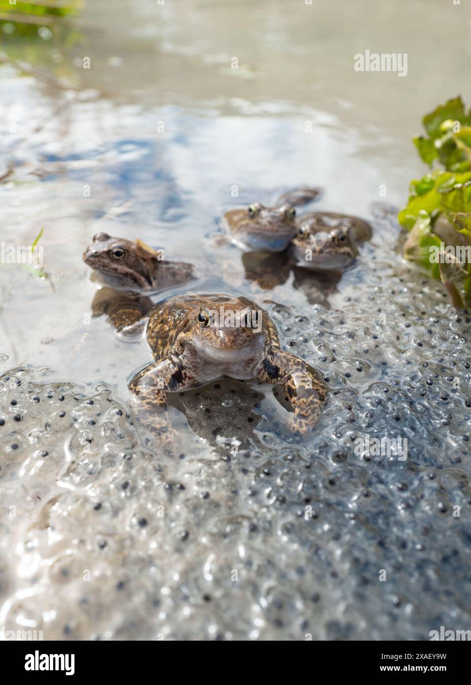 two frogs sitting in the water against the background of caviar. dolina ...