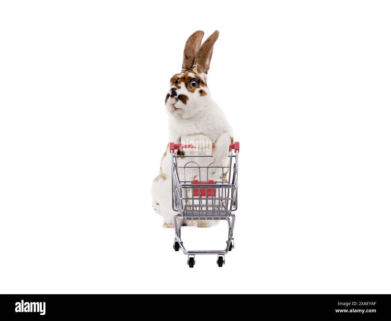 rabbit stands with supermarket basket isolated on white background ...