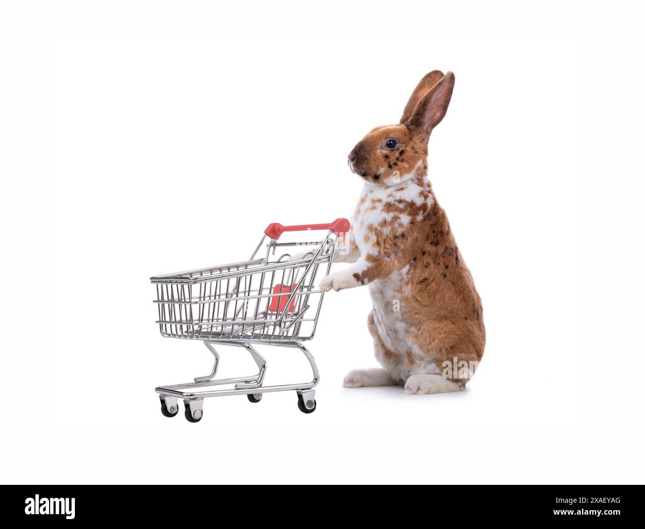 rabbit stands with supermarket basket isolated on white background ...