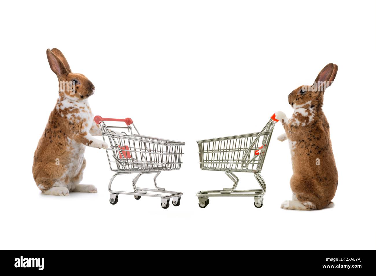 two rabbit stands with supermarket basket isolated on white background ...