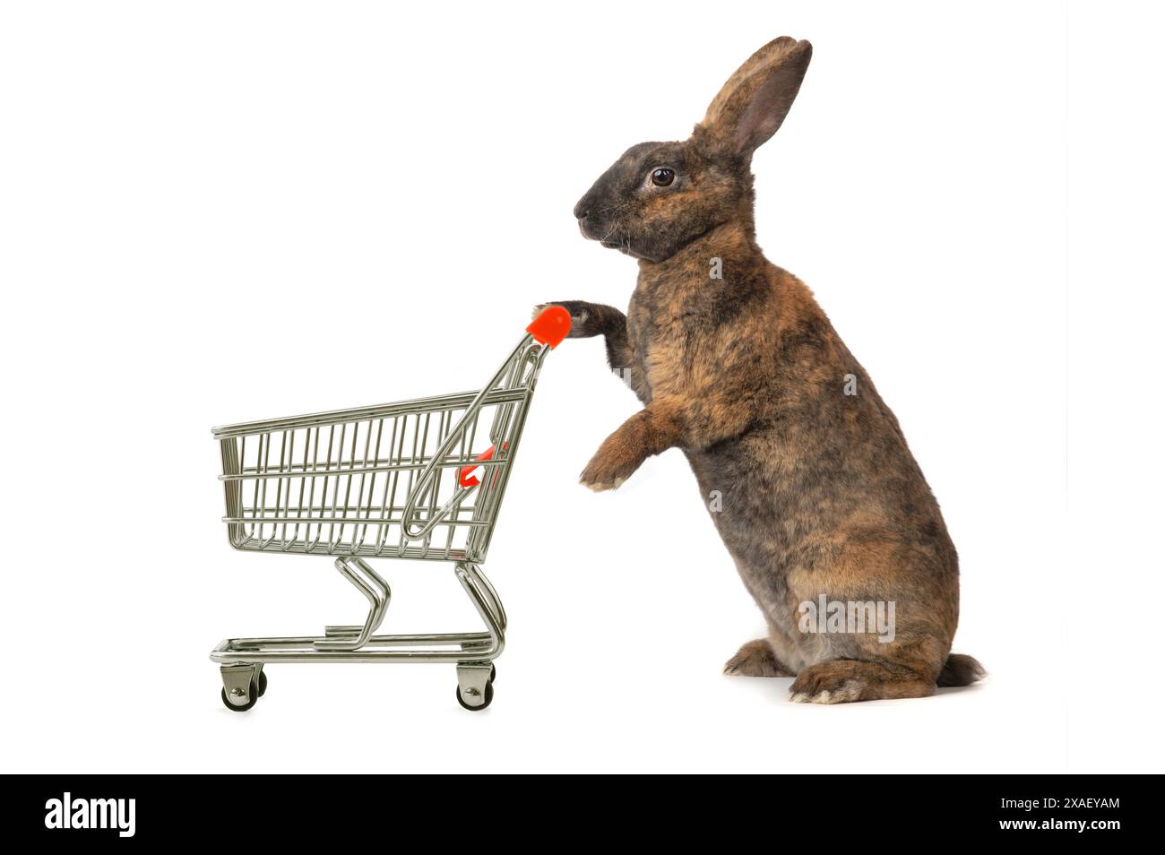 rabbit stands with supermarket basket isolated on white background ...