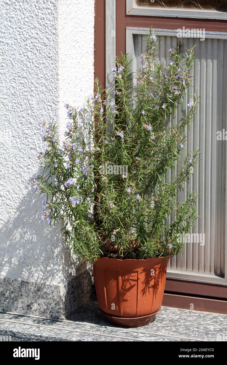 Rosemary or Salvia rosmarinus or Rosmarinus officinalis woody perennial ...