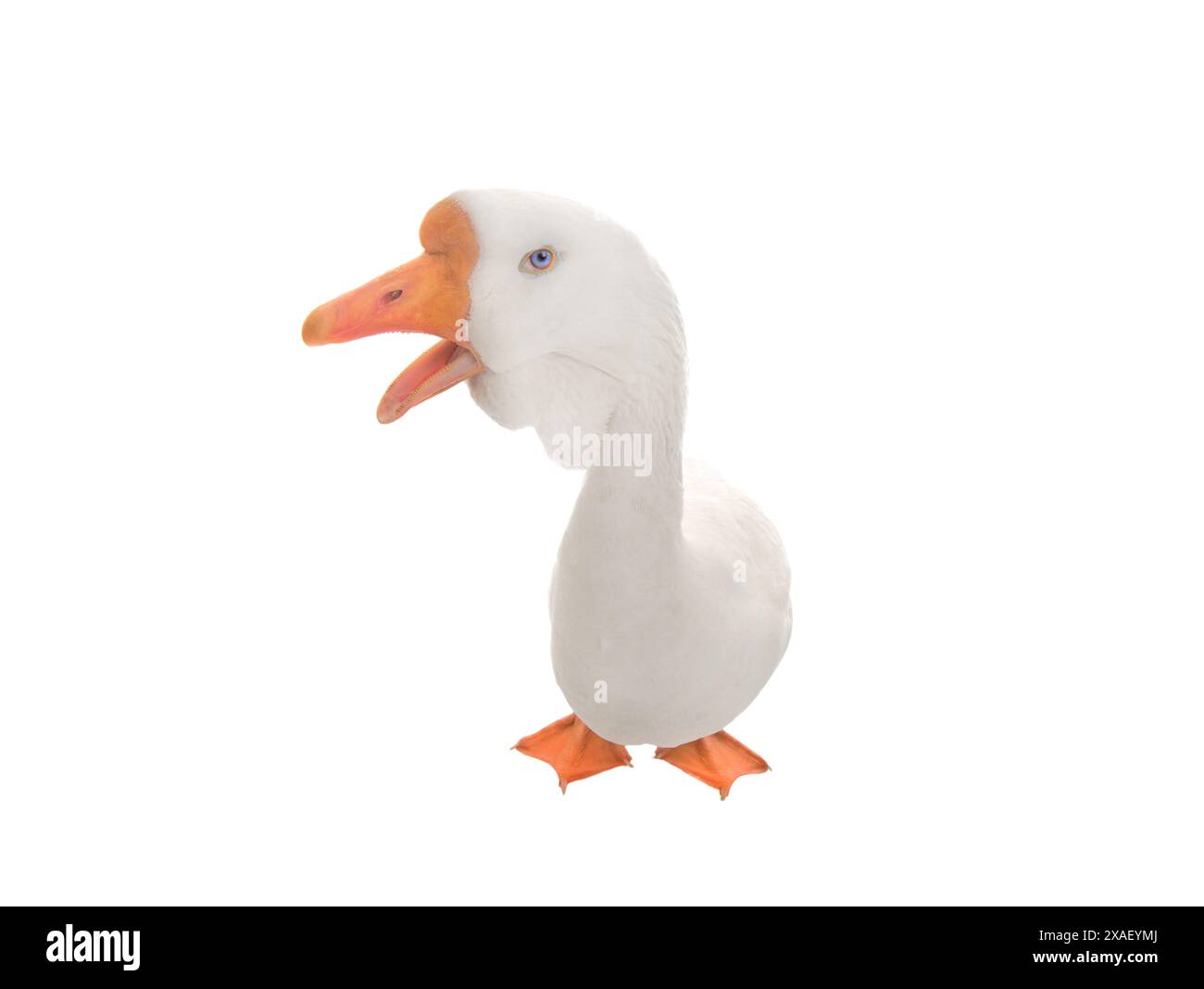 portrait of a funny white goose with blue eyes isolated on white ...