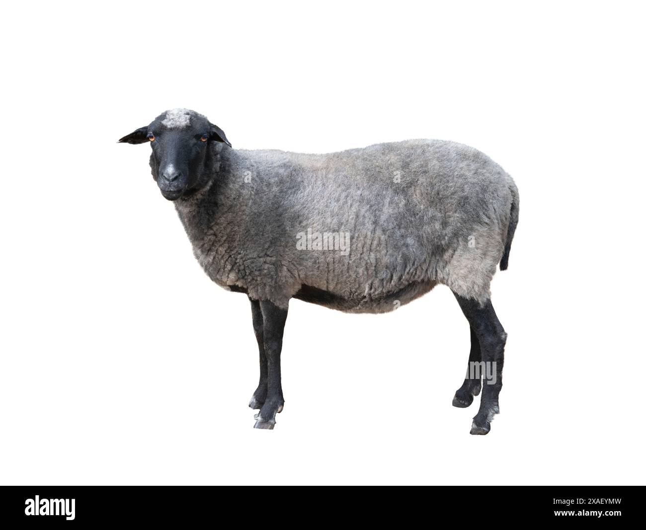 gray-black sheep isolated on white background Stock Photo - Alamy