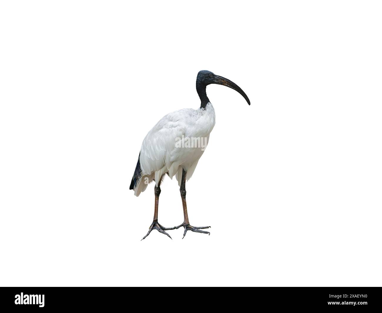 african sacred ibis isolated on white background Stock Photo - Alamy