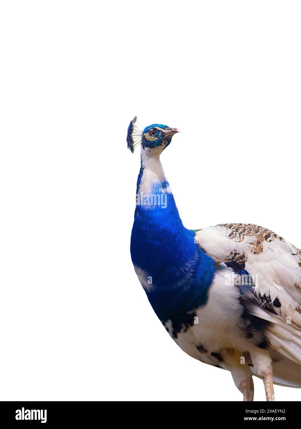 peacock isolated on a white background Stock Photo - Alamy