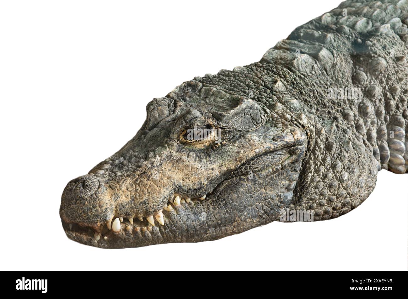 crocodile portrait isolated on white background Stock Photo - Alamy