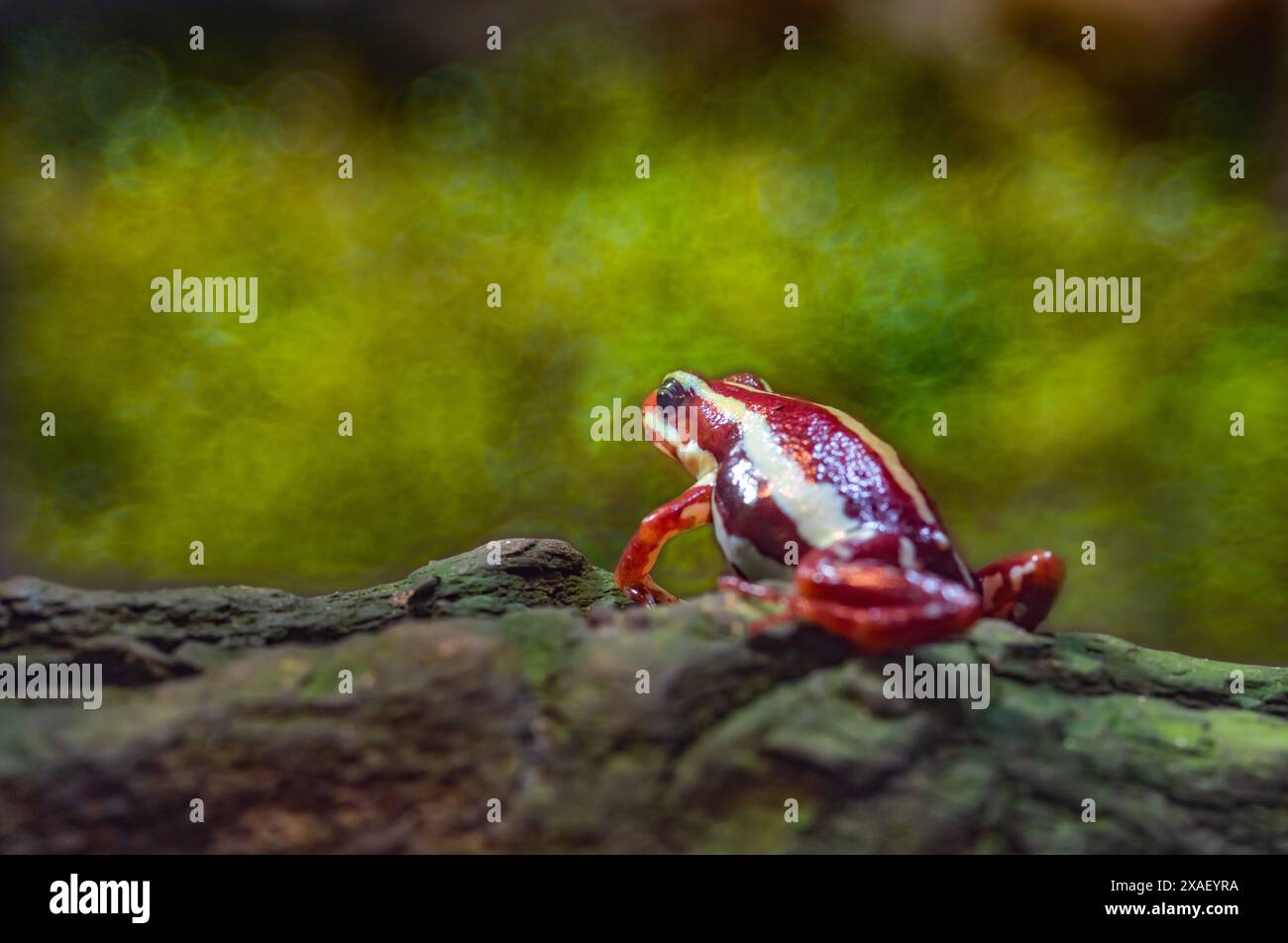 Poison dart frog close up skin hi-res stock photography and images - Alamy