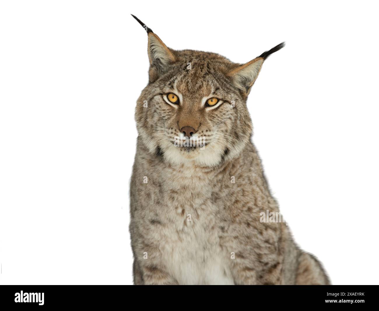 portrait lynx isolated on white background Stock Photo - Alamy