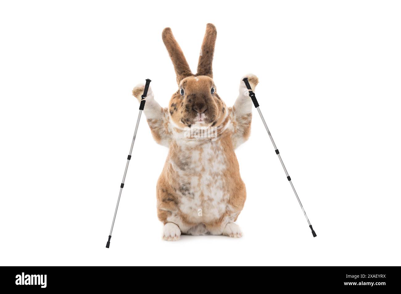 rabbit with nordicwalking sticks isolated on white background Stock ...