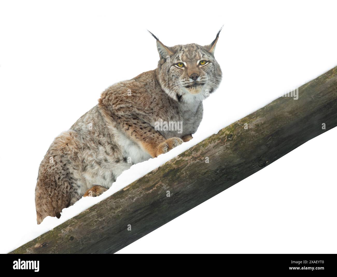 lynx sitting on a tree isolated on white background Stock Photo - Alamy
